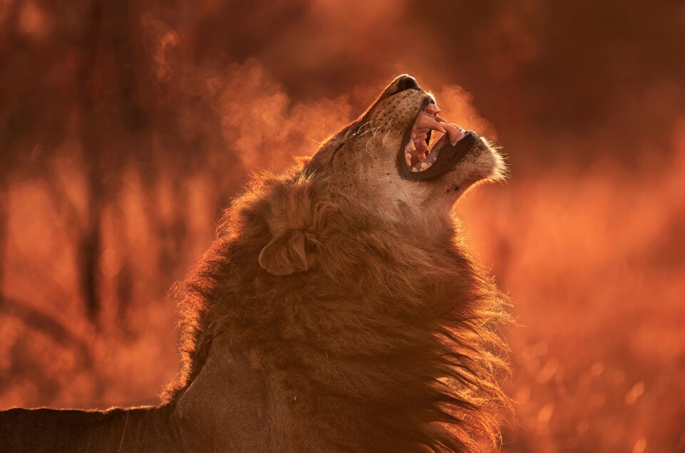 South Africa Photo Safari | Greg du Toit | Experience real Africa
